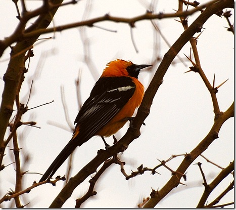 Sycamore Canyon Birds